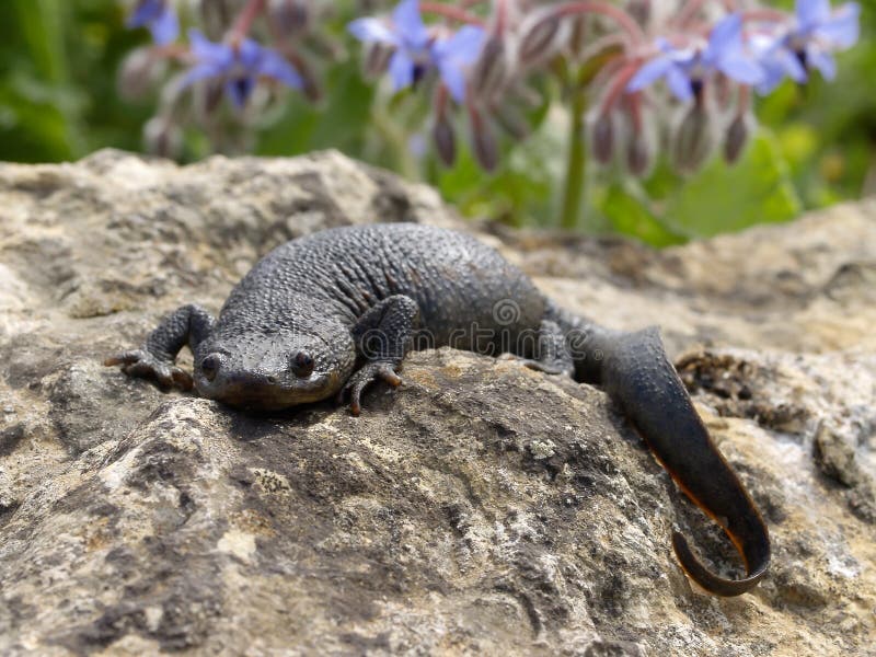 Sharp Ribbed Newt, Pleurodeles Waltl Stock Image - Image of macro ...