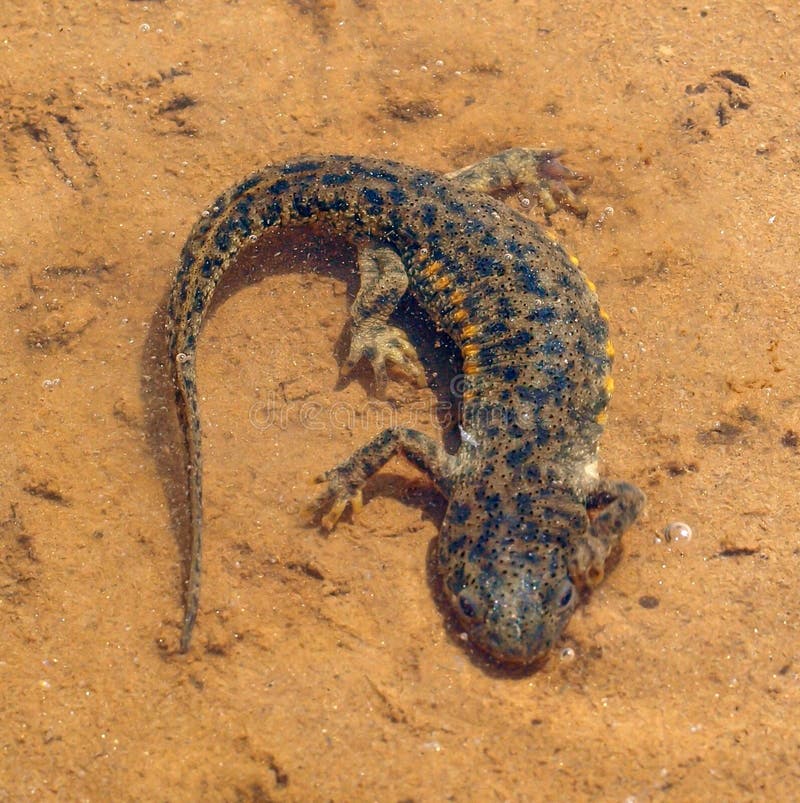 Sharp Ribbed Newt, Pleurodeles Waltl Stock Photo - Image of salamander ...
