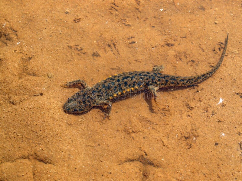 Sharp Ribbed Newt, Pleurodeles Waltl Stock Image - Image of amphibian ...