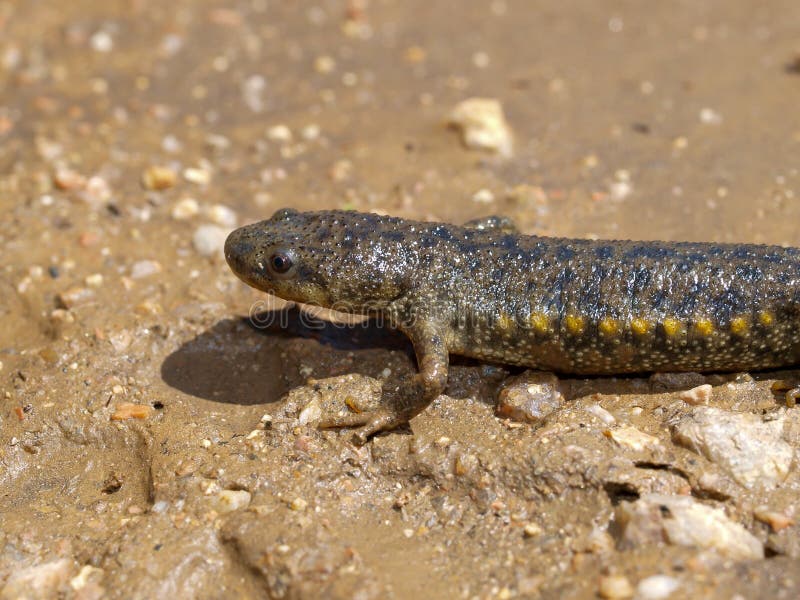 Sharp Ribbed Newt, Pleurodeles Waltl Stock Photo - Image of salamander ...
