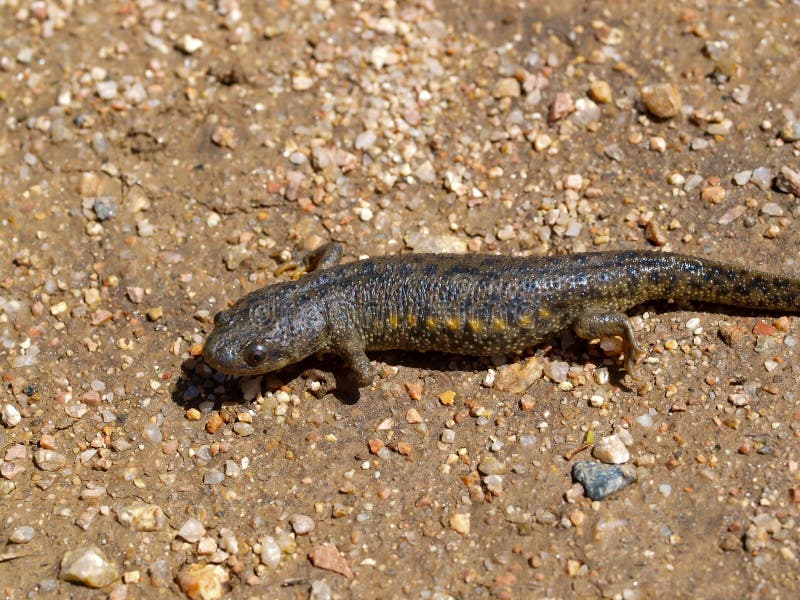 Sharp Ribbed Newt, Pleurodeles Waltl Stock Photo - Image of underwater ...