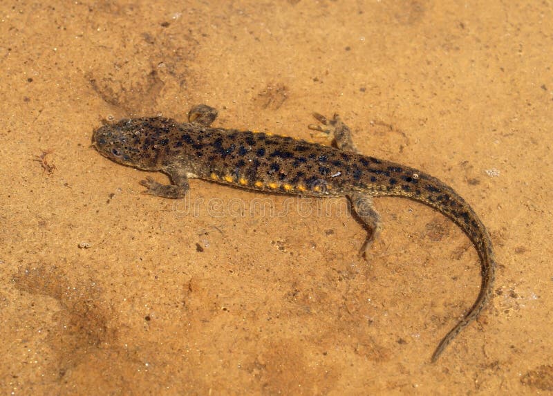 Sharp Ribbed Newt, Pleurodeles Waltl Stock Image - Image of water ...