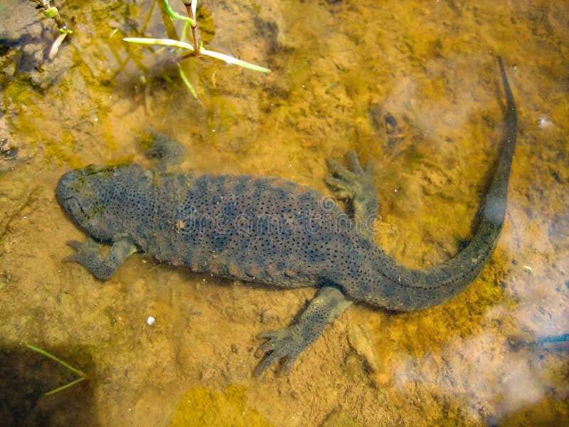 Sharp Ribbed Newt, Pleurodeles Waltl Stock Photo - Image of waltl ...