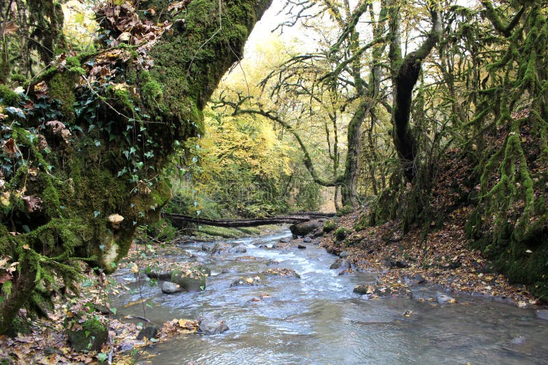 A Sharp River Flowing in the Forest. a Mountain River. a River of ...