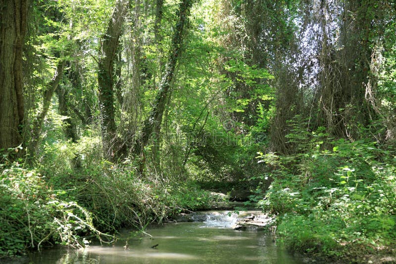 A Sharp River Flowing in the Forest. a Mountain River. a River of ...