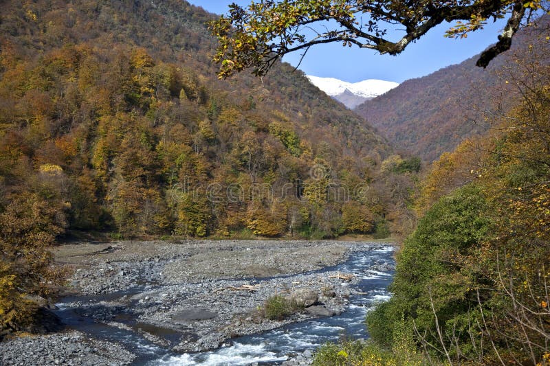 A Sharp River Flowing in the Forest. a Mountain River. a River of ...
