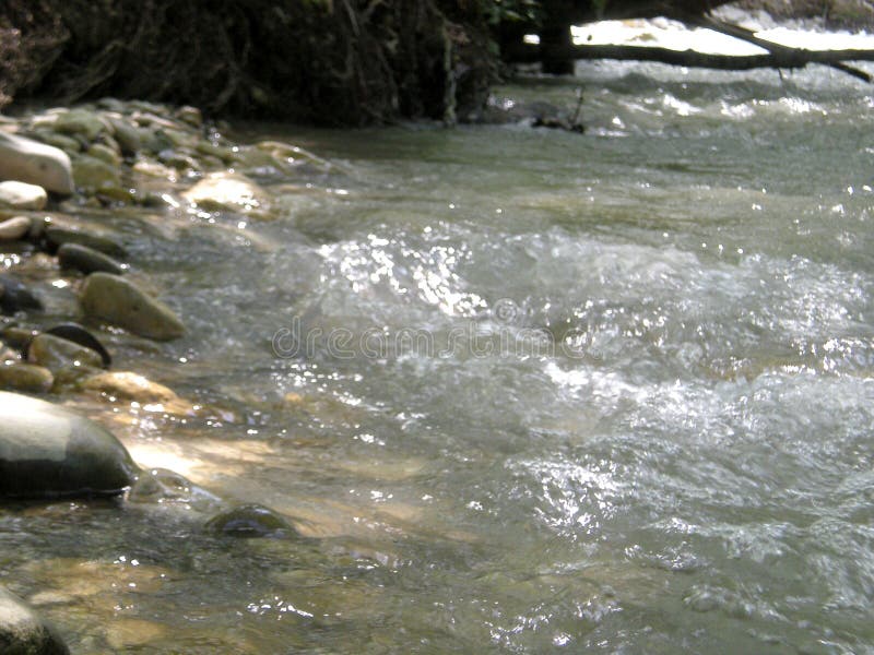 A Sharp River Flowing in the Forest. a Mountain River. a River of ...