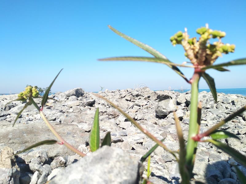 Between the Sharp Rocks on the Beach Tucked into Small Beautiful Plants ...