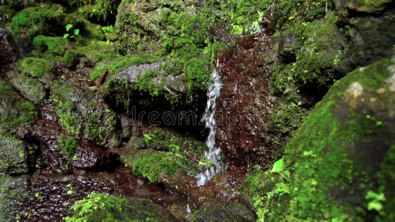 Sharp Rocks with Moss in the Jungle and Drops of Water Falling on ...