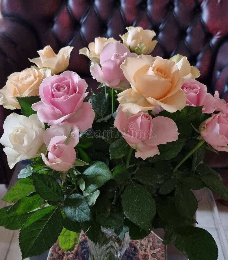 Sharp roses but beautiful stock image. Image of roses - 271474757