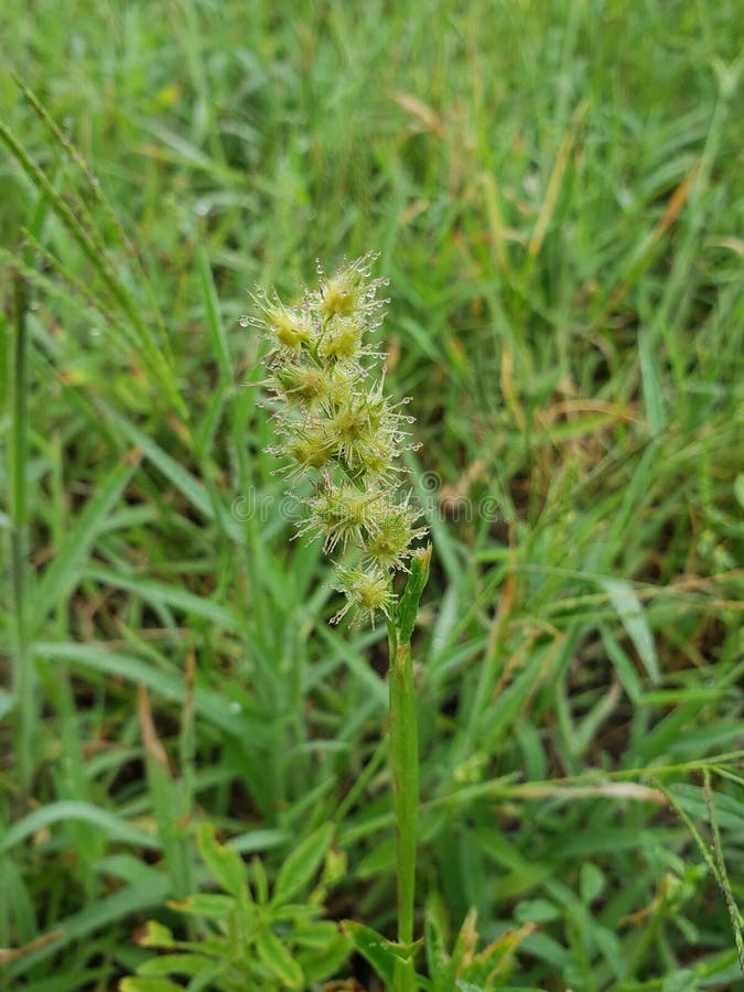 Sharp Sandbur Grass Weed Growing in the Lawn Stock Image - Image of ...