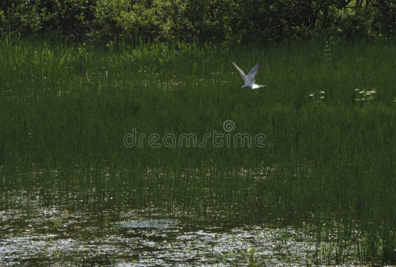 Sharp Seagull Hunting for Fish Stock Image - Image of gull, life: 106103229
