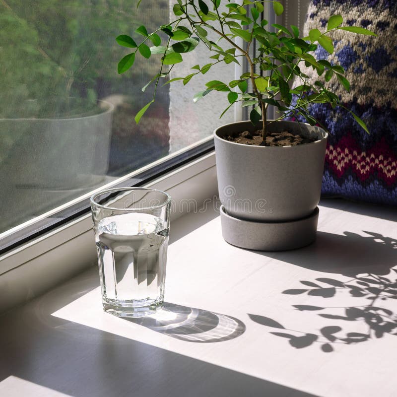 Sharp Shadows from a Glass of Water and Plants on a White Windowsill ...