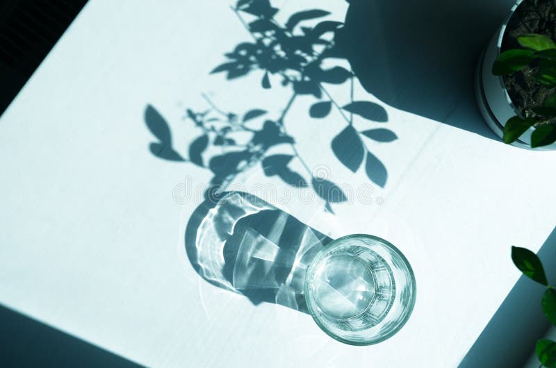 Shadows from an Empty Glass and Leaves. Sharp Shadows on a White ...