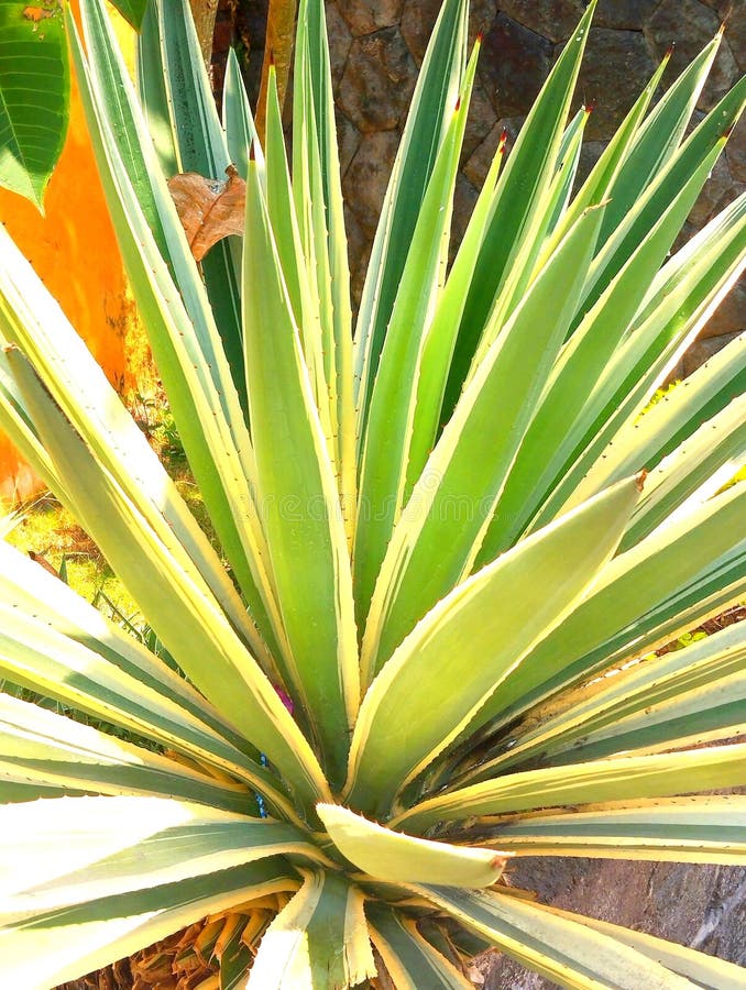 Sharp shape leafs stock photo. Image of leafs, green - 296788144