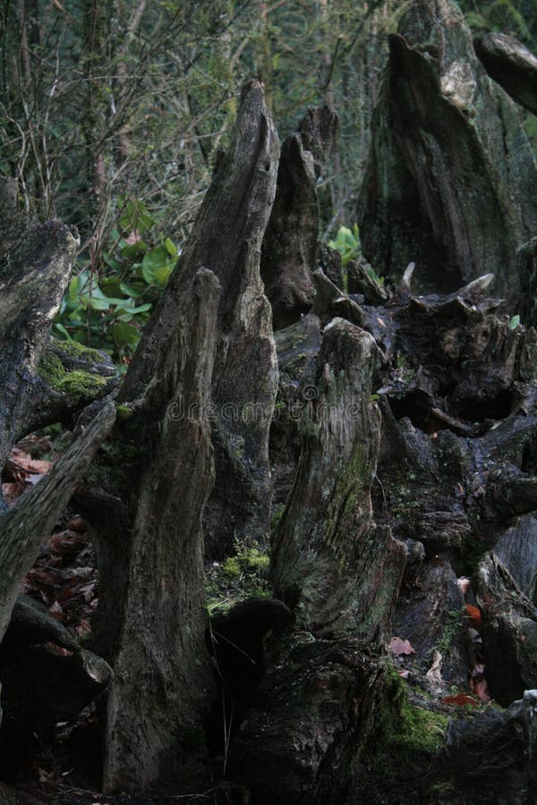 Shards Of Sharp Adorn A Wall For Security Stock Photo - Image of ...