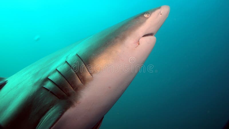 Sharp shark arrow stock image. Image of underwater, ocean - 70817183
