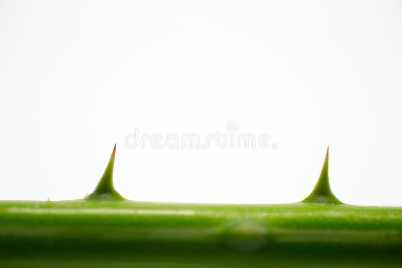A Sharp Sharp Thorn of a Tree on White Backdrop Stock Photo - Image of ...