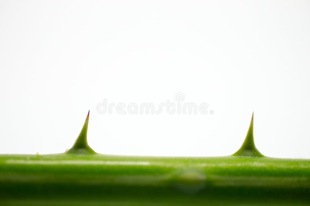 A Sharp Sharp Thorn of a Tree on White Backdrop Stock Photo - Image of ...