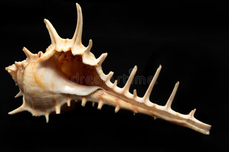 12,967 Sharp Spiral Stock Photos - Free & Royalty-Free Stock Photos ...