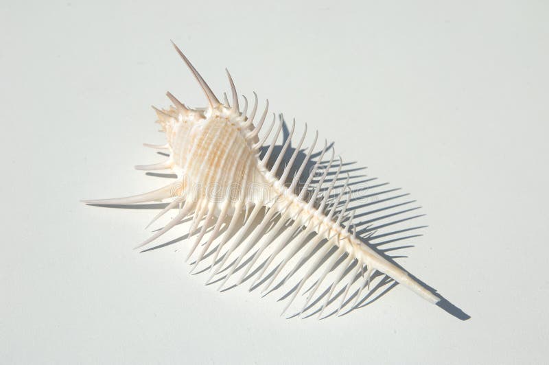 Sharp shell stock image. Image of beach, relaxation, coastline - 2151691