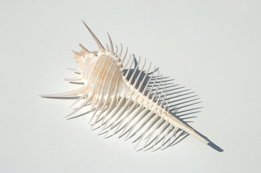 Sharp shell stock image. Image of beach, relaxation, coastline - 2151691