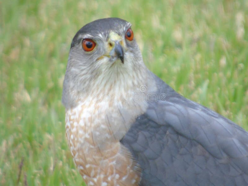 Sharp Shinned Coopers Hawk stock photo. Image of sharp - 272980410