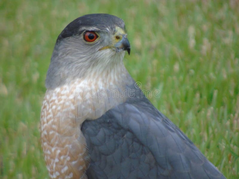Sharp Shinned Coopers Hawk stock photo. Image of florida - 272980422