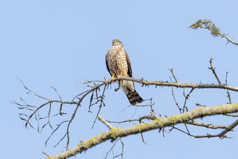 Sharp-shinned Hawk stock image. Image of american, columbia - 365446665