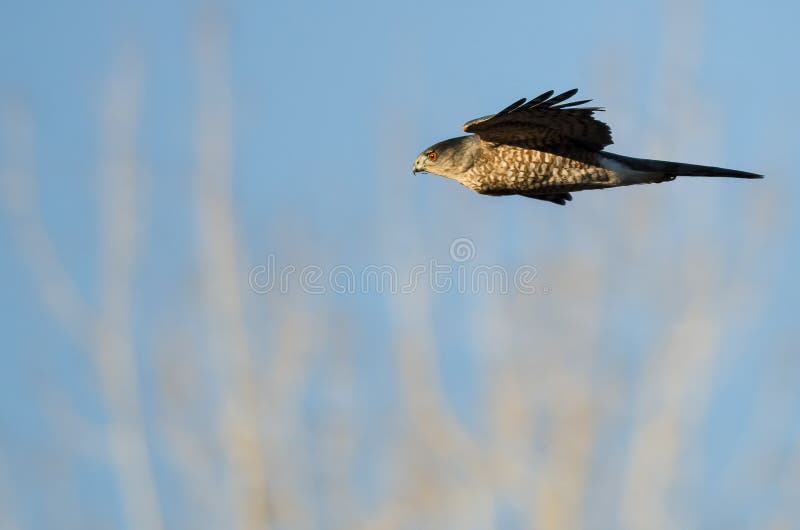 Sharp-Shinned Hawk Flying in a Blue Sky Stock Image - Image of white ...