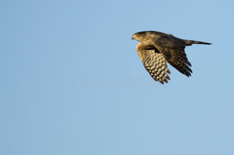 Sharp-Shinned Hawk Flying in a Blue Sky Stock Photo - Image of hawk ...