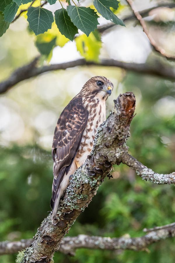 Sharp-shinned Hawk Perched on a Bare Tree Branch Stock Photo - Image of ...
