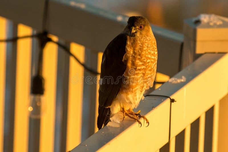 Sharp-shinned Hawk Perched on a Back Yard Deck in the Sunset Light ...