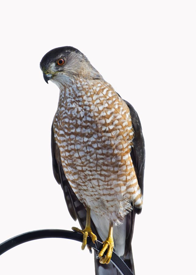 Sharp-Shinned Hawk (accipiter Striatus) Stock Image - Image of hunter ...