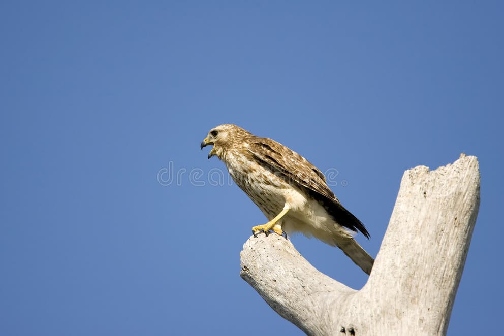 Sharp-shinned Hawk Screaming Stock Image - Image of colorful, eyes: 4652295