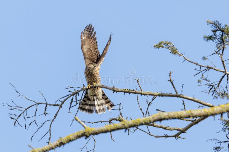 Sharp-shinned Hawk stock image. Image of shinned, animal - 365446687
