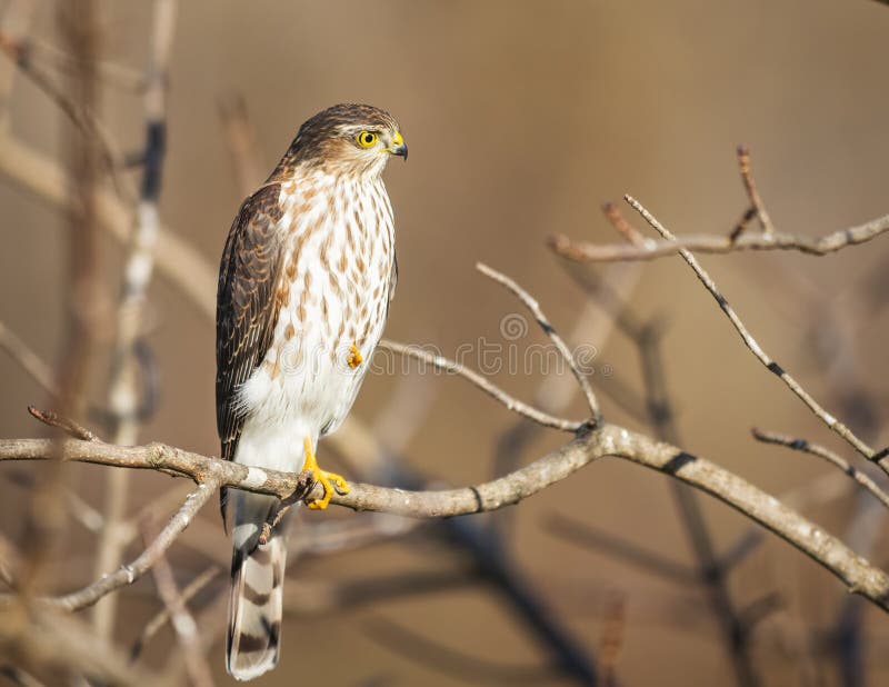 Sharp-Shinned Hawk Sitting in a Tree Stock Image - Image of bird, twig ...