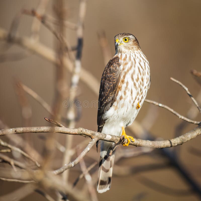 Sharp-Shinned Hawk Sitting in a Tree Stock Photo - Image of nature ...