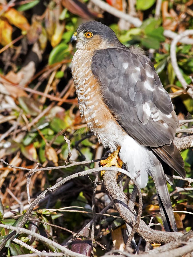 Sharp-shinned Hawk stock photo. Image of winged, accipiter - 66569382