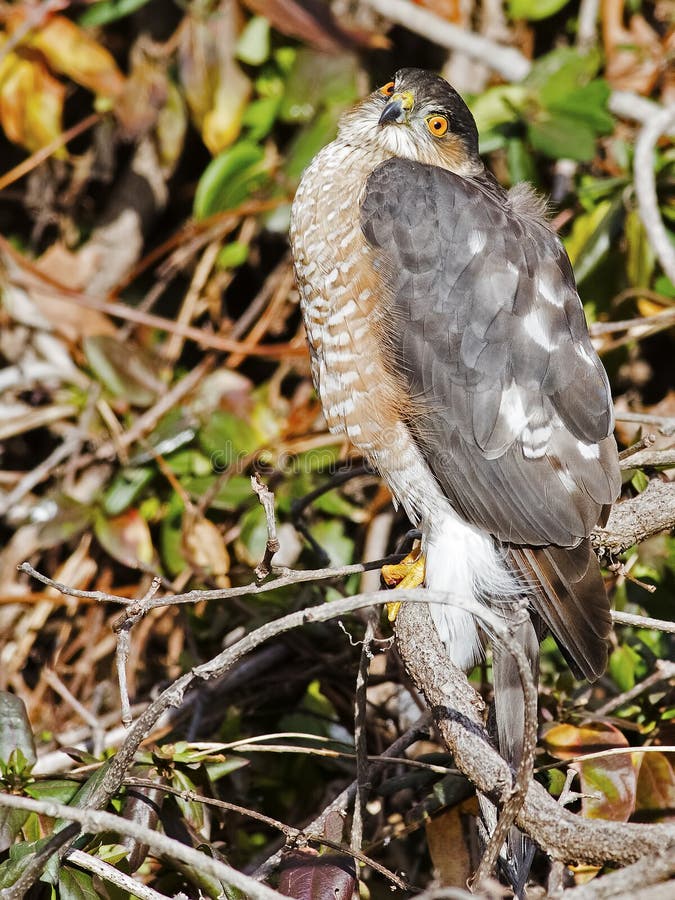 Sharp-shinned Hawk stock photo. Image of meal, sharp - 35908664