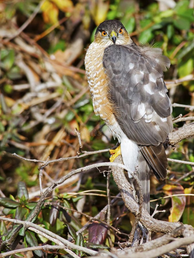 Sharp-shinned Hawk stock photo. Image of brown, prey - 80174652