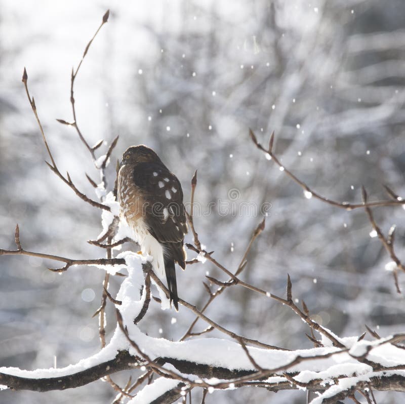 Sharp-shinned Hawk in Winter Stock Photo - Image of wildlife, alaska ...