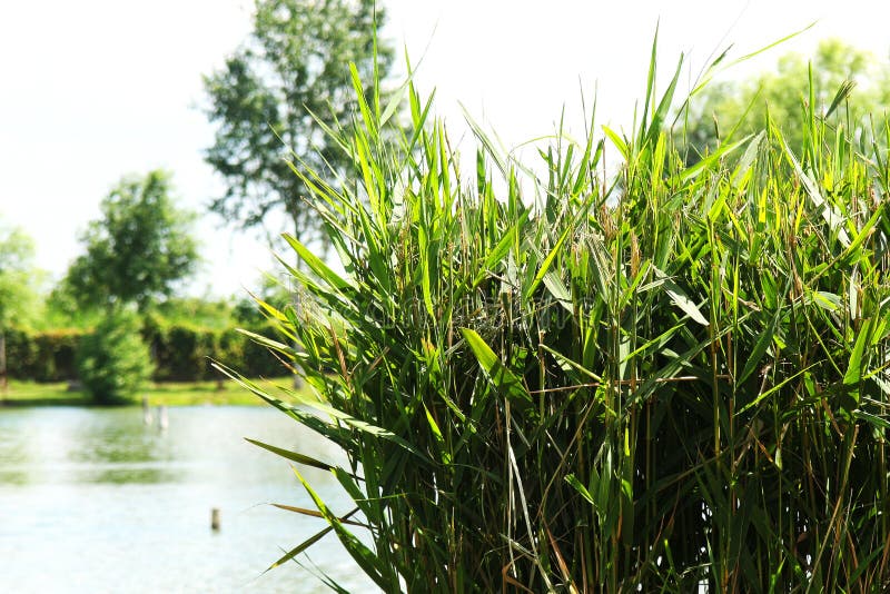 Sharp, Shiny, Reeds at the Sunny Lake with Some Trees, Sky and W Stock ...