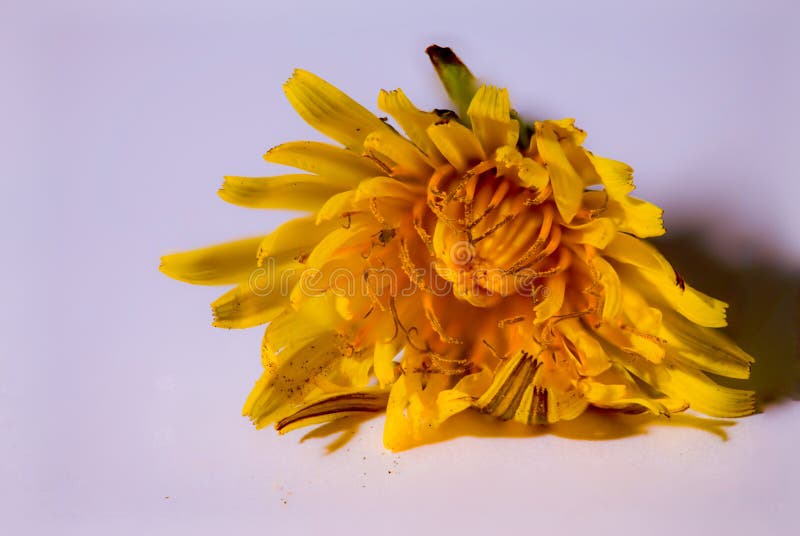 A Sharp Shot of a Flower with a Blurred Simple Background Stock Image ...