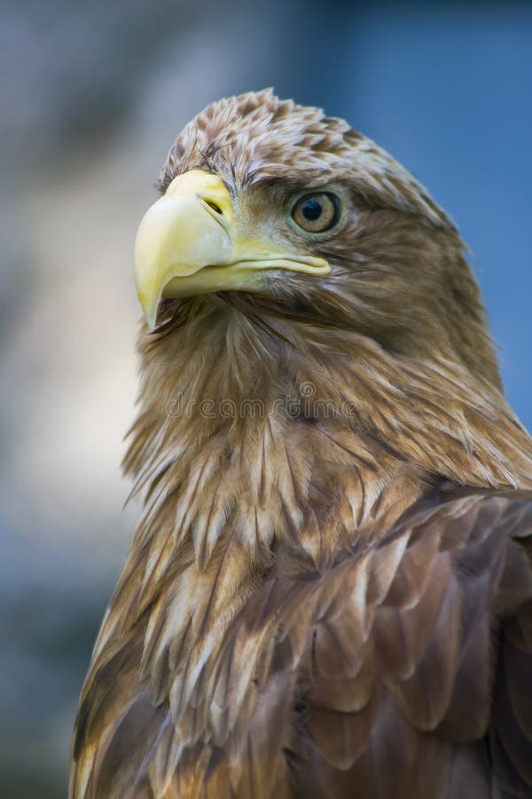 Sharp-sighted eagle stock image. Image of courage, animals - 4560665