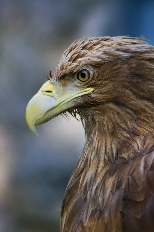 Eagle Portrait Picture. Image: 1649198