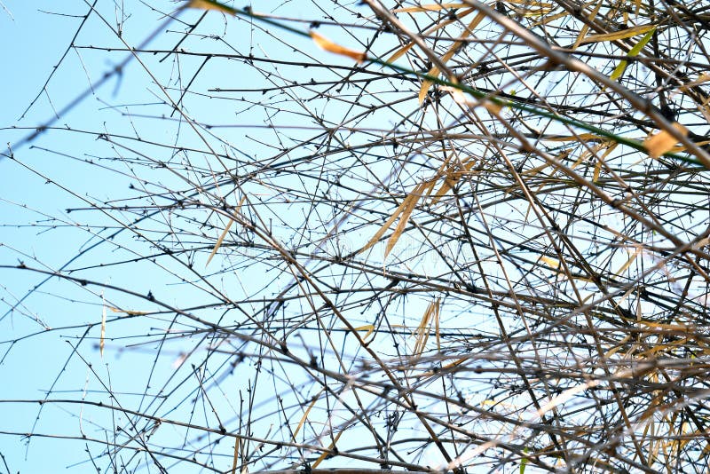 Jumble of Fall Tree Braches Stock Image - Image of branches, fall ...