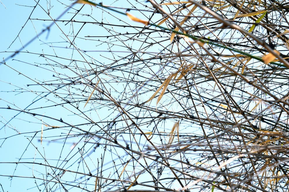 Jumble of Fall Tree Braches Stock Image - Image of branches, fall ...