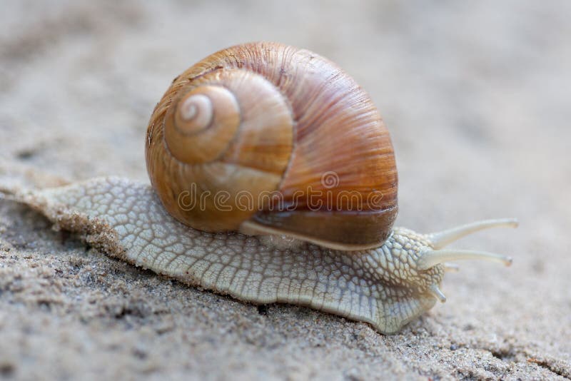 Sharp snail stock photo. Image of house, nutrition, invertebrate ...
