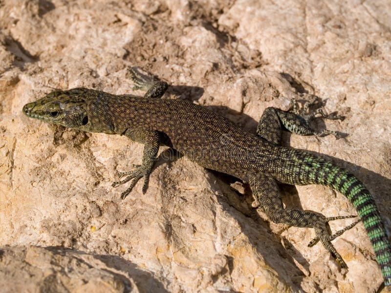 Sharp Snouted Lizard, Dalmatolacerta Oxycephala Stock Image - Image of ...